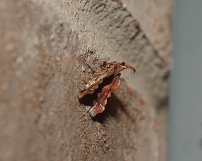 Midwest Native Plants, Gardens, and Wildlife: One of the Weirdest Moths ...